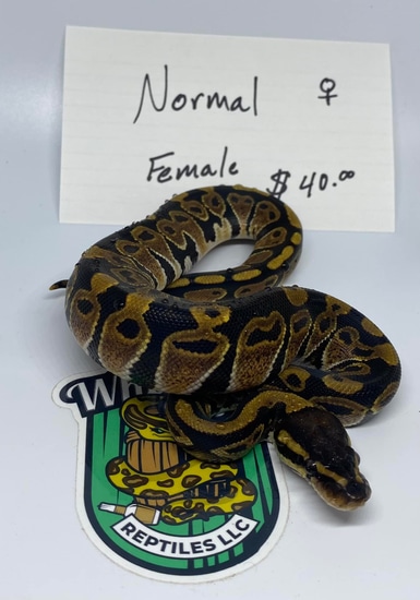 Normal Ball Python by Whiskey River Reptiles