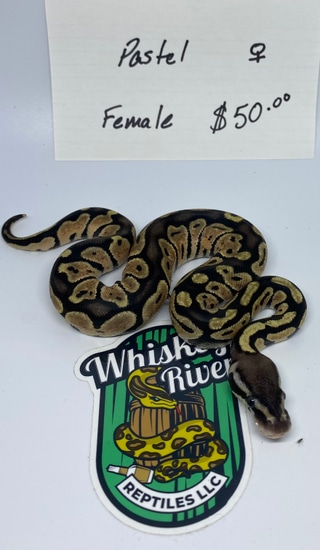 Pastel Ball Python by Whiskey River Reptiles