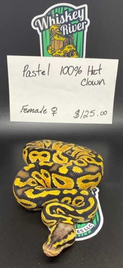 Pastel 100% Het Clown Ball Python by Whiskey River Reptiles