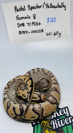Pastel Specter / Yellowbelly Ball Python by Whiskey River Reptiles