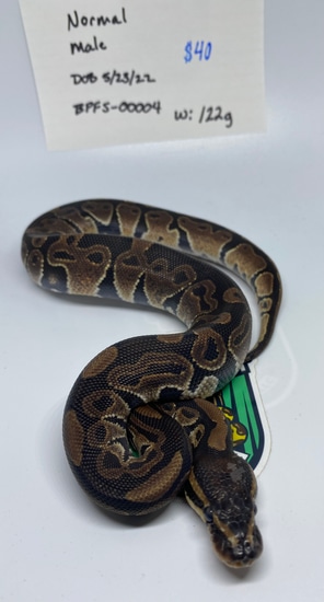 Normal Ball Python by Whiskey River Reptiles