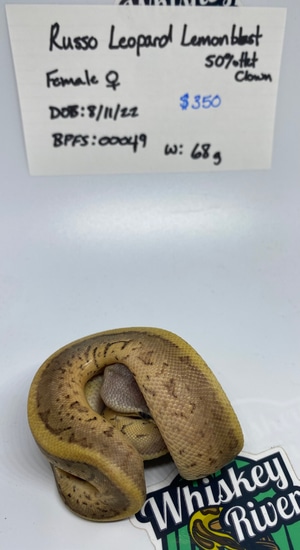 Russo Leopard Lemonblast Pos Het Clown Ball Python by Whiskey River ...