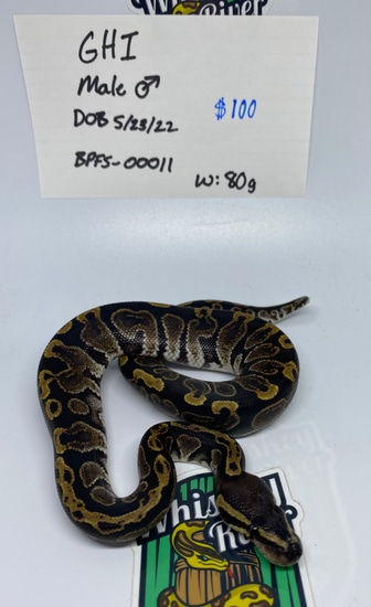 GHI Ball Python by Whiskey River Reptiles