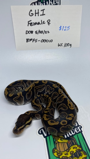 GHI Ball Python by Whiskey River Reptiles
