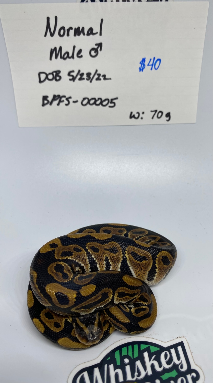 Normal Ball Python by Whiskey River Reptiles - MorphMarket
