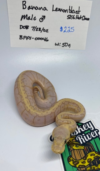 Banana Lemonblast Pos Het Clown Ball Python by Whiskey River Reptiles