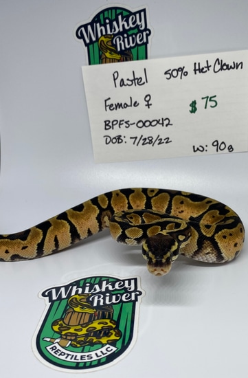 Pastel 50% Het Clown Ball Python by Whiskey River Reptiles