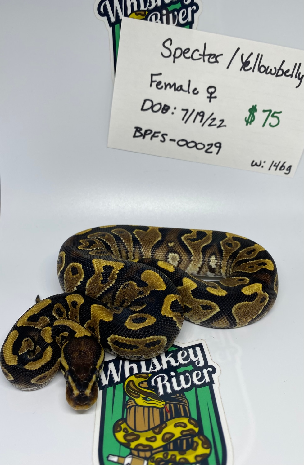 Specter / Yellowbelly Ball Python by Whiskey River Reptiles - MorphMarket