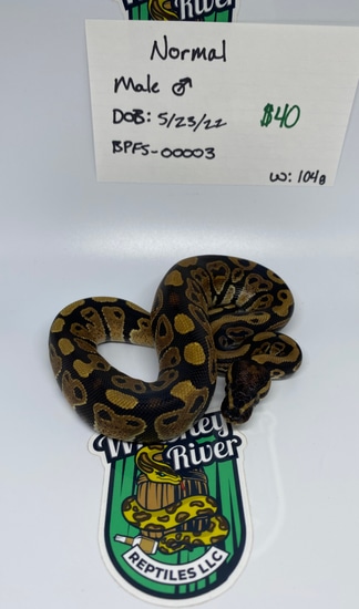 Normal Ball Python by Whiskey River Reptiles