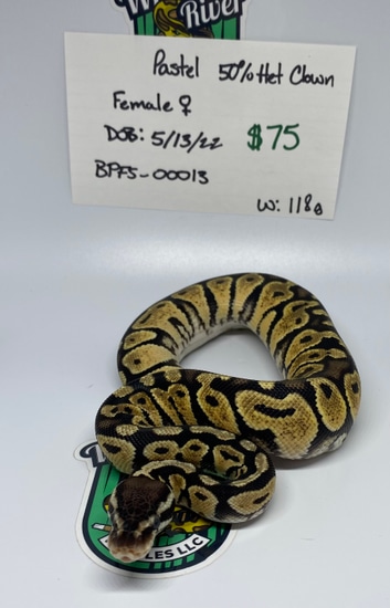 Pastel 50% Het Clown Ball Python by Whiskey River Reptiles