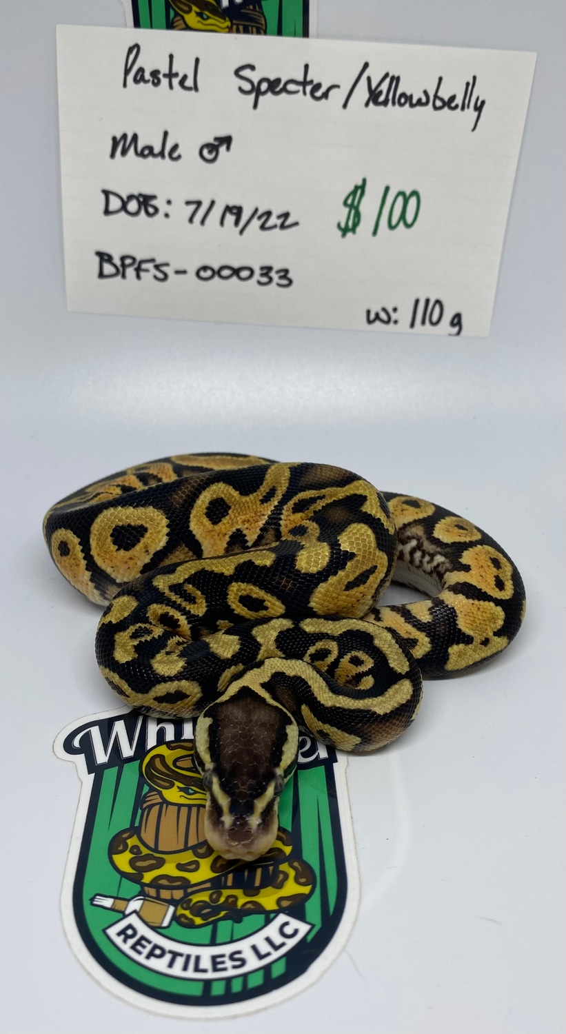 Pastel Specter / Yellowbelly Ball Python by Whiskey River Reptiles ...