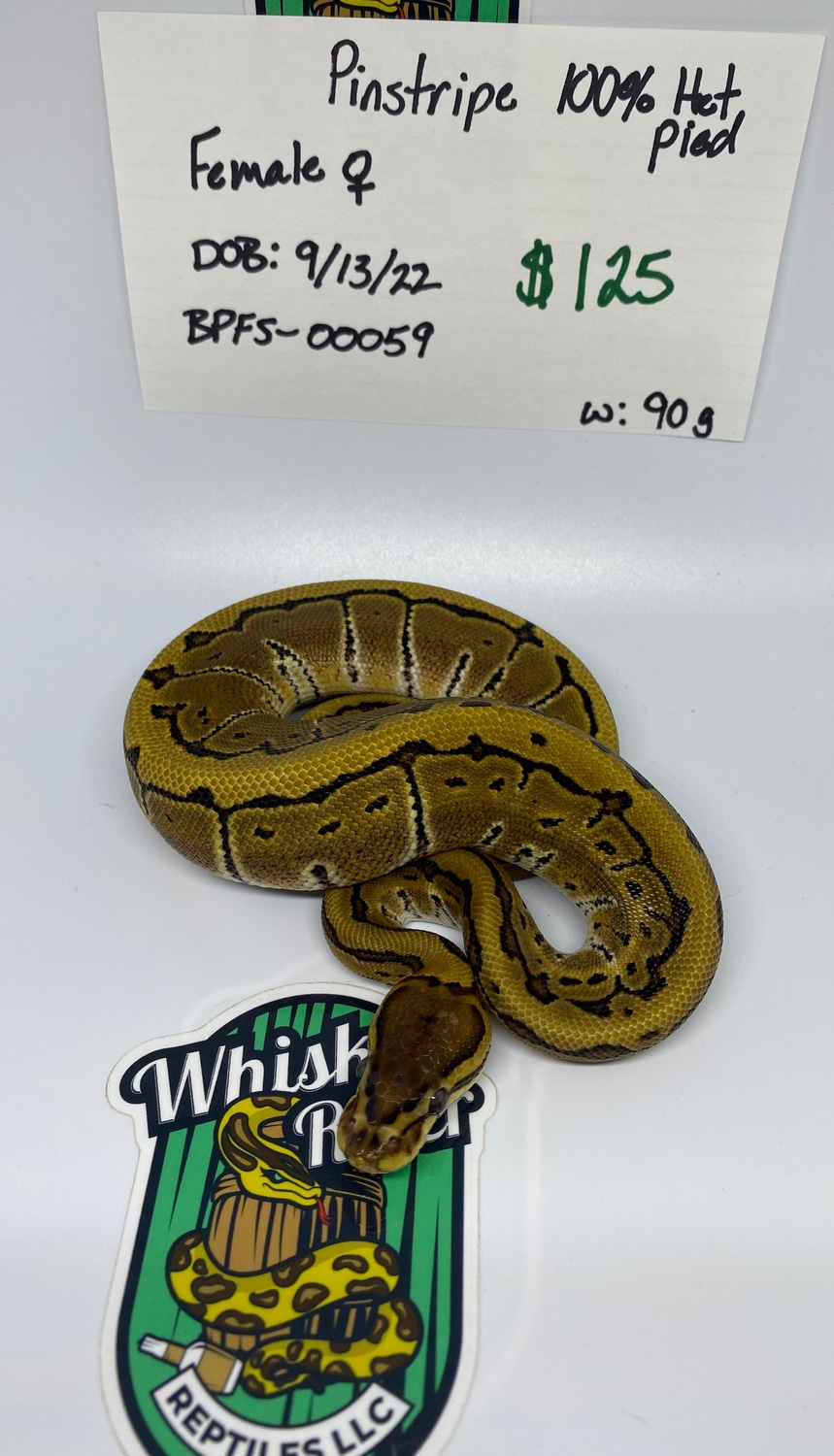 Pinstripe Het Pied Ball Python by Whiskey River Reptiles - MorphMarket