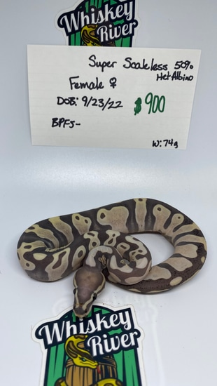 Super Scaleless Head Ball Python by Whiskey River Reptiles