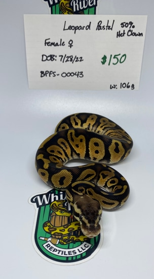 Leopard Pastel 50% Het Clown Ball Python by Whiskey River Reptiles