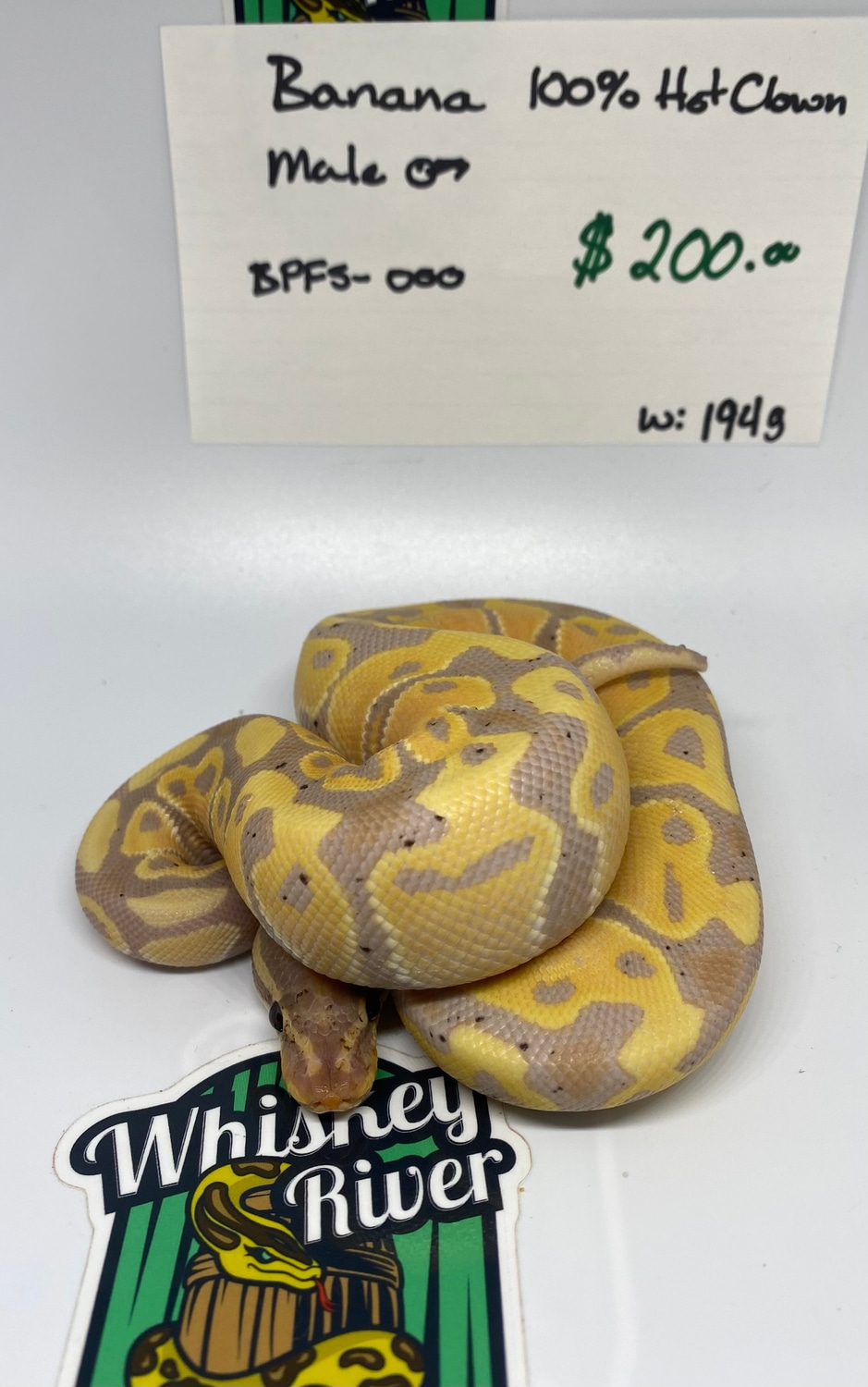 Banana 100% Het Clown Ball Python by Whiskey River Reptiles - MorphMarket