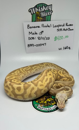 Pastel Banana Russo Leopard 50% Het Clown Ball Python by Whiskey River ...