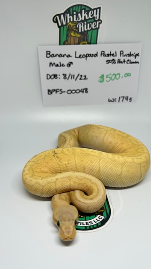 Banana Leopard LemonBlast 50% Het Clown Ball Python by Whiskey River ...
