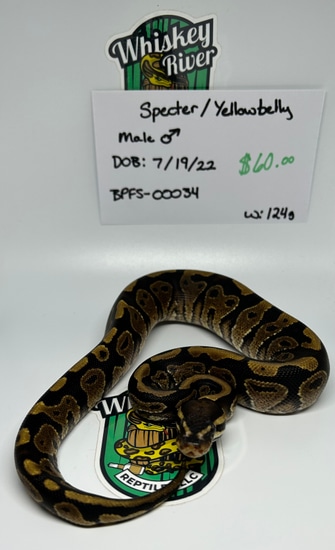 Specter / Yellowbelly Ball Python by Whiskey River Reptiles