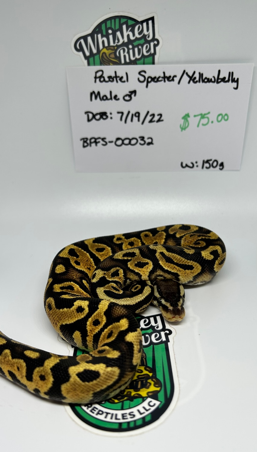 Pastel Specter / Yellowbelly Ball Python by Whiskey River Reptiles ...