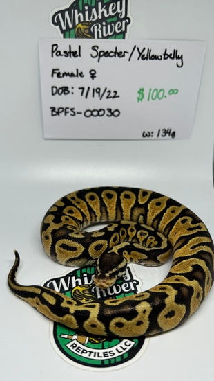 Pastel Specter / Yellowbelly Ball Python by Whiskey River Reptiles