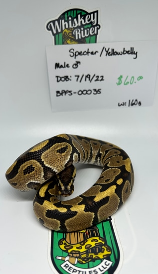 Specter / Yellowbelly Ball Python by Whiskey River Reptiles
