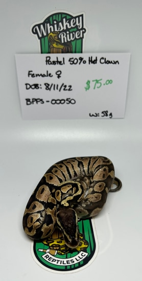Pastel 50% Het Clown Ball Python by Whiskey River Reptiles