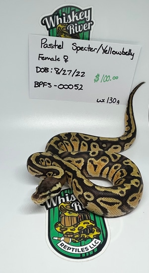Pastel Specter Yellowbelly Ball Python by Whiskey River Reptiles