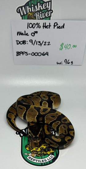Normal 100% Het Pied Ball Python by Whiskey River Reptiles