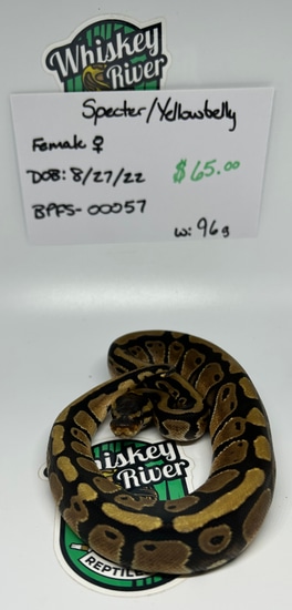 Specter / Yellowbelly Ball Python by Whiskey River Reptiles