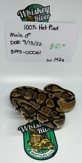 Normal 100% Het Pied Ball Python by Whiskey River Reptiles