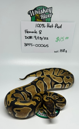 Normal 100% Het Pied Ball Python by Whiskey River Reptiles