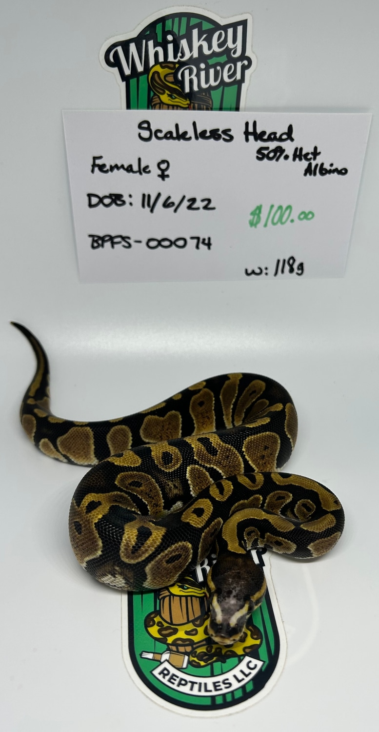 Scaleless Head 50% Het Albino Ball Python by Whiskey River Reptiles ...