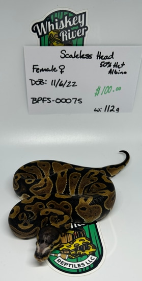 Scaleless Head 50% Het Albino Ball Python by Whiskey River Reptiles