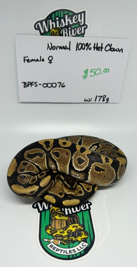 Normal 100% Het Clown Ball Python by Whiskey River Reptiles