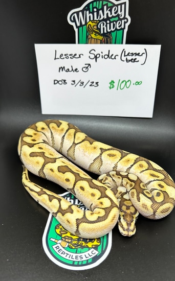 Lesser Spider (Lesser Bee) Ball Python by Whiskey River Reptiles