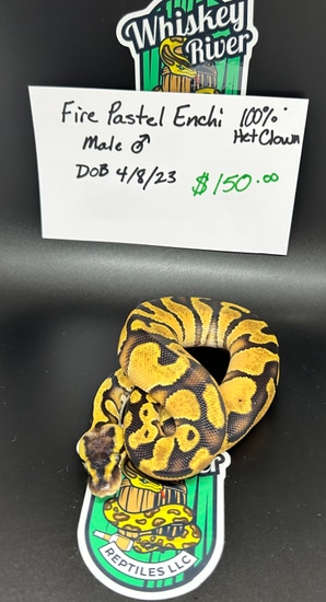 Firefly Enchi 100% Het Clown Ball Python by Whiskey River Reptiles