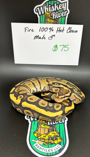 Fire 100% Het Clown Ball Python by Whiskey River Reptiles