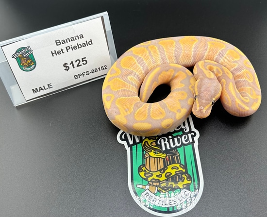 Male - Banana Het Piebald Ball Python by Whiskey River Reptiles