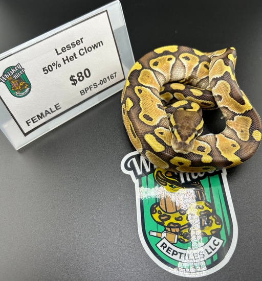 Female - Lesser 50% Het Clown Ball Python by Whiskey River Reptiles