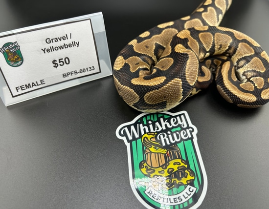 Female - Yellowbelly/Gravel Ball Python by Whiskey River Reptiles