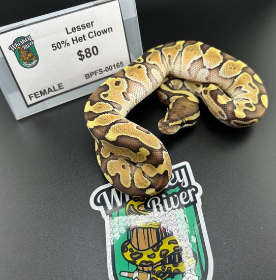 Female - Lesser 50% Het Clown Ball Python by Whiskey River Reptiles