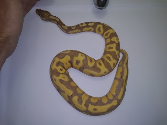 Banana Leopard Probable Asphalt Ball Python by Liberty Royals