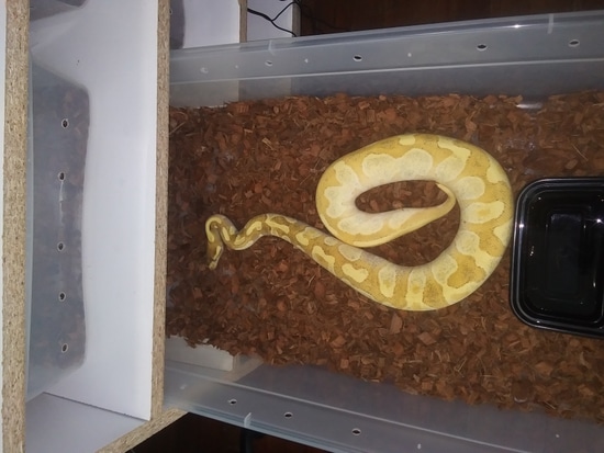 Cypress Mojave Enchi Fire Yellowbelly Ball Python by Liberty Royals