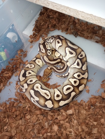 !Pastel Mojave Asphalt/Orangebelly SALE See Description! Ball Python by ...