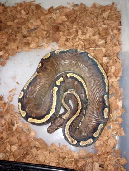 !Cinnamon Ghi Calico Yellowbelly SALE See Description! Ball Python by ...