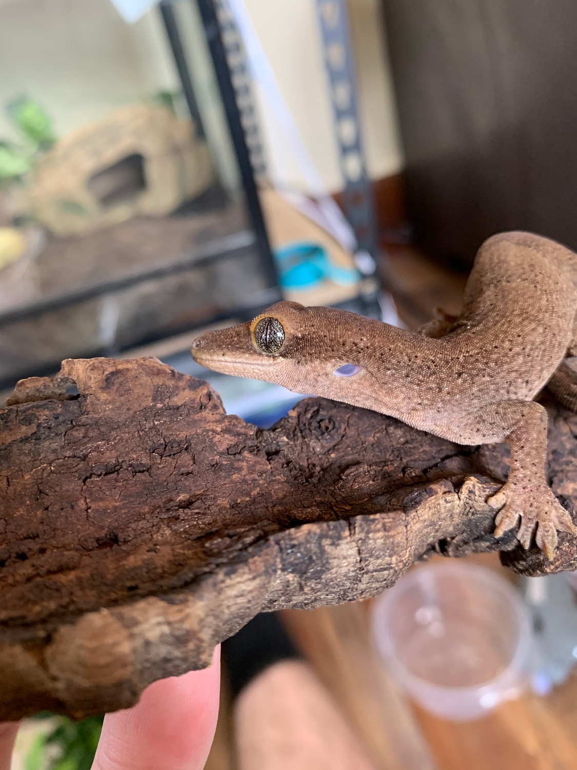 Dark Patternless Sarasinorum Gecko More Gecko by Buckeye Rhacs ...