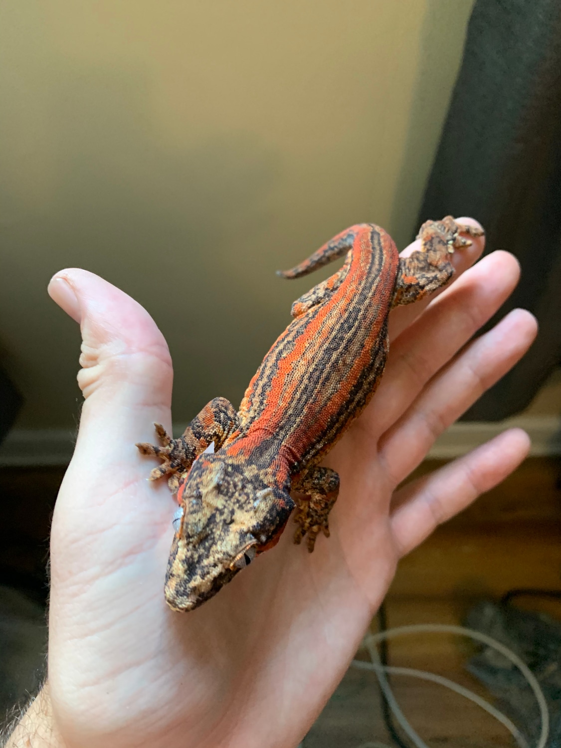 Bright Orange Stripe Gargoyle Gecko by Chris French Geckos - MorphMarket