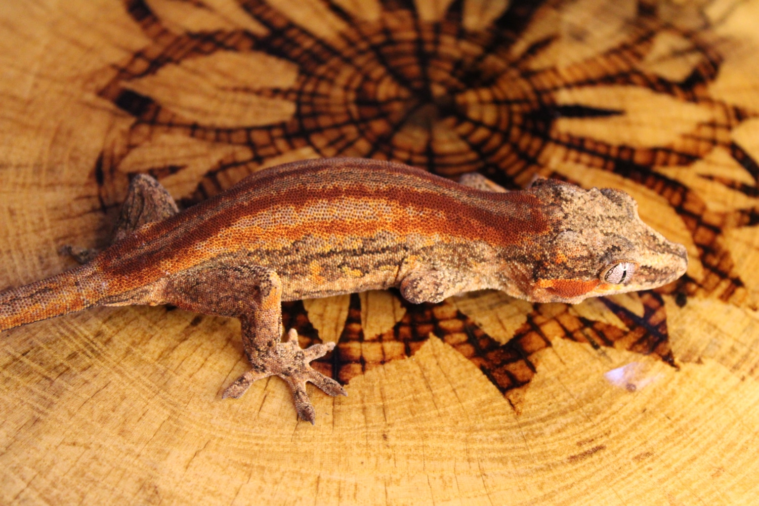Deadpool Line Red Stripe Female Gargoyle Gecko by Buckeye Rhacs ...