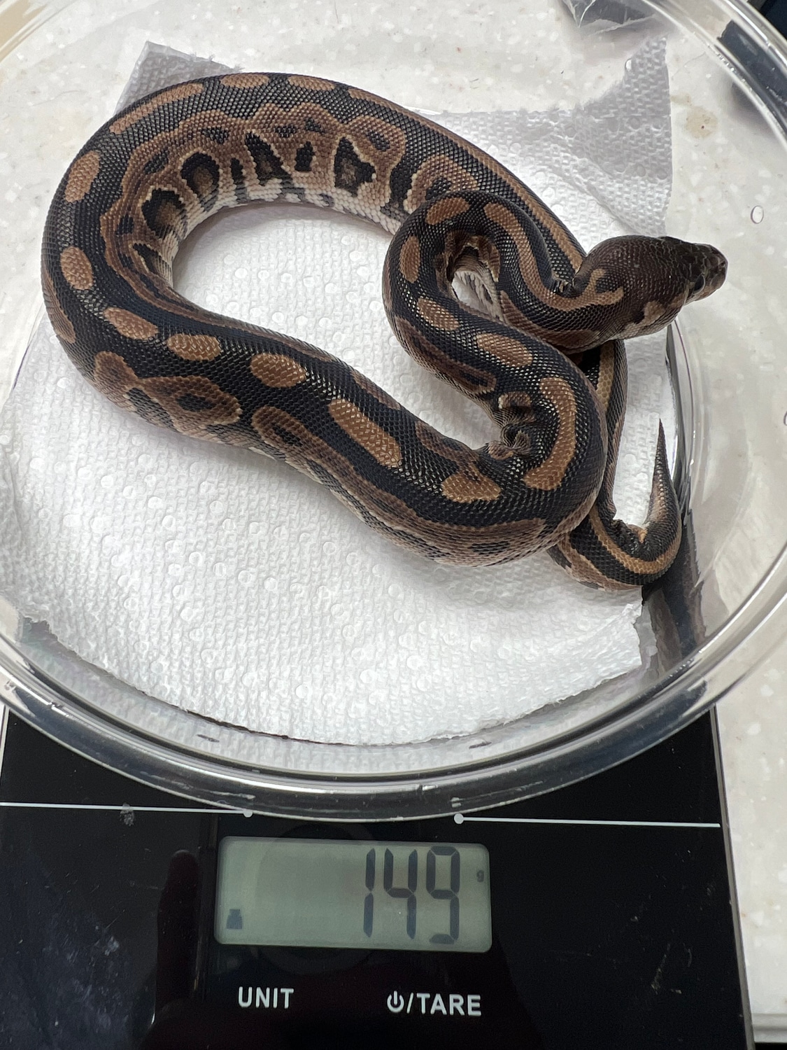 Cinnamon Leopard Ball Python by Seese Ball Pythons - MorphMarket