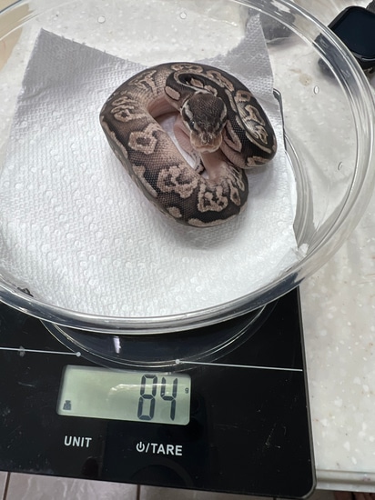 Black Pewter Sandblast DH Pied Green Ghost Ball Python by Seese Ball ...